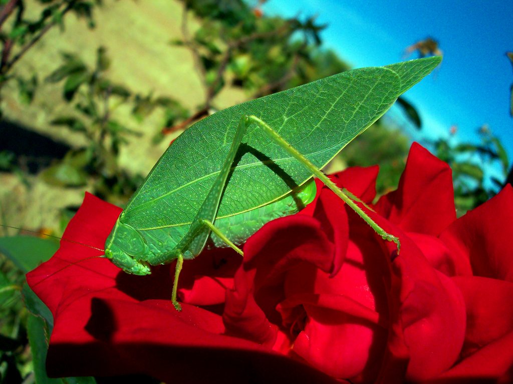 The Bee is not Afraid of Me – Science Rhymes - Scientific Poetry ...